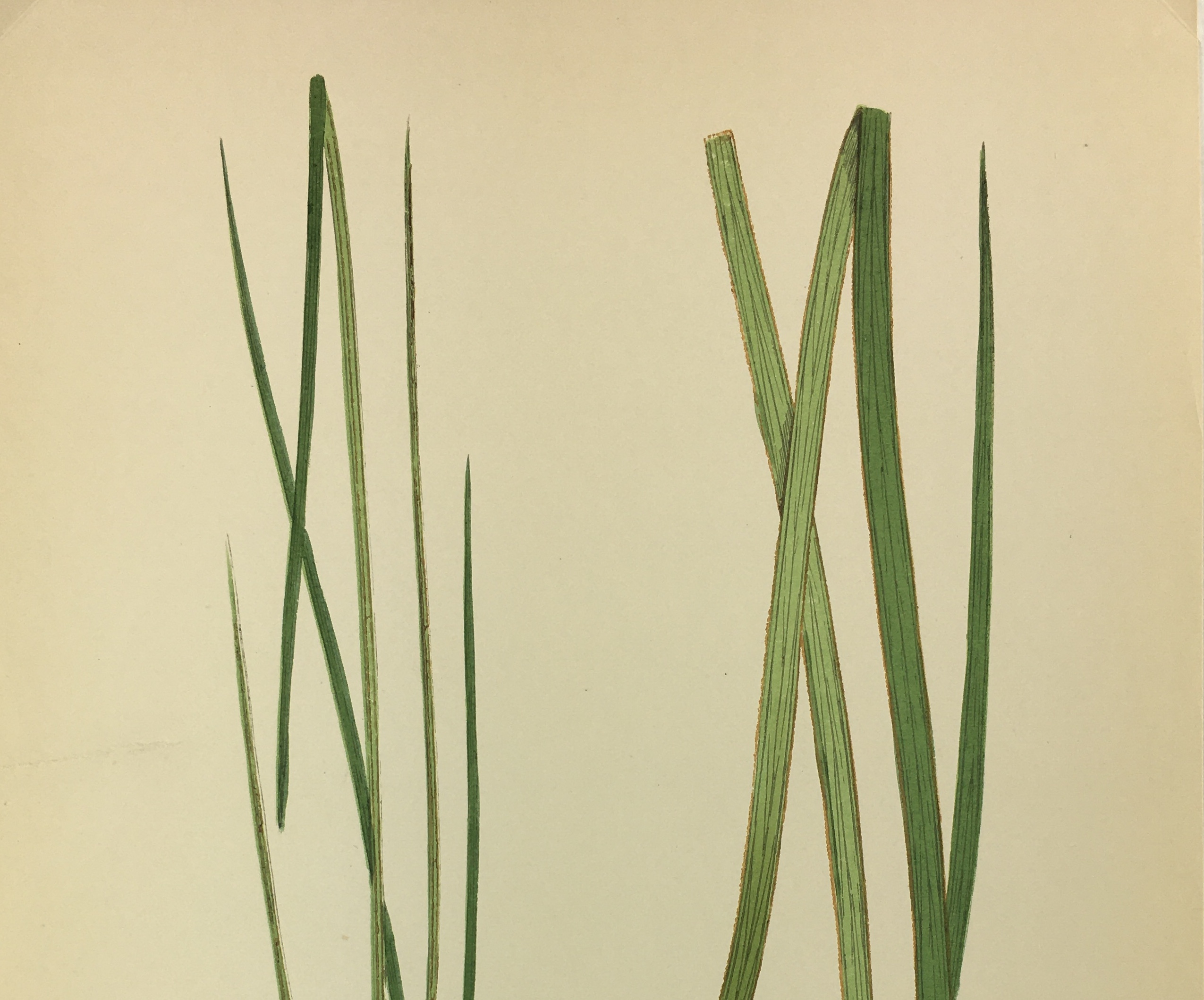 Botanical Print - Ferns, E.J. Lowe, 1867 - Original Art, Antique Maps ...