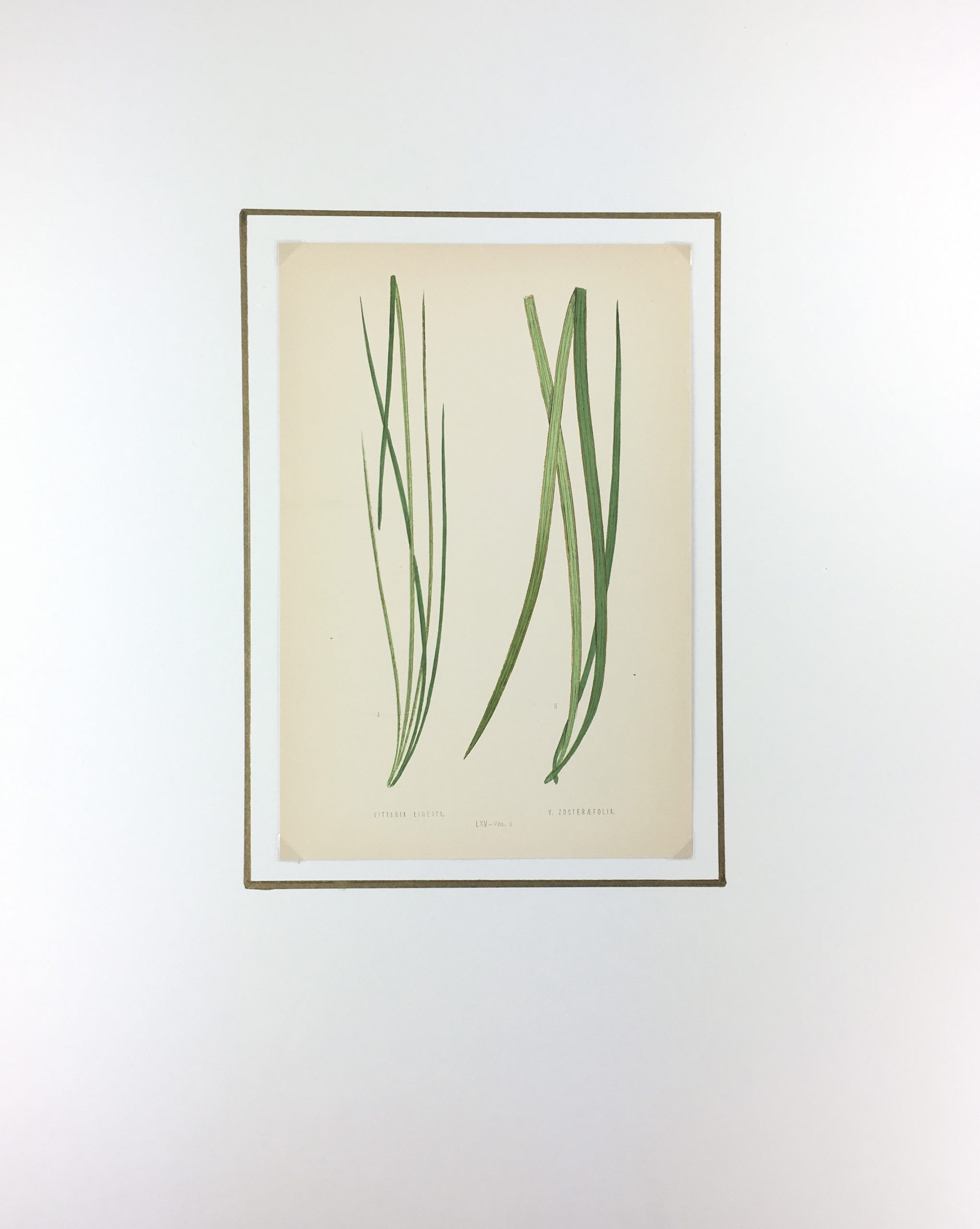 Botanical Print - Ferns, E.J. Lowe, 1867 - Original Art, Antique Maps ...