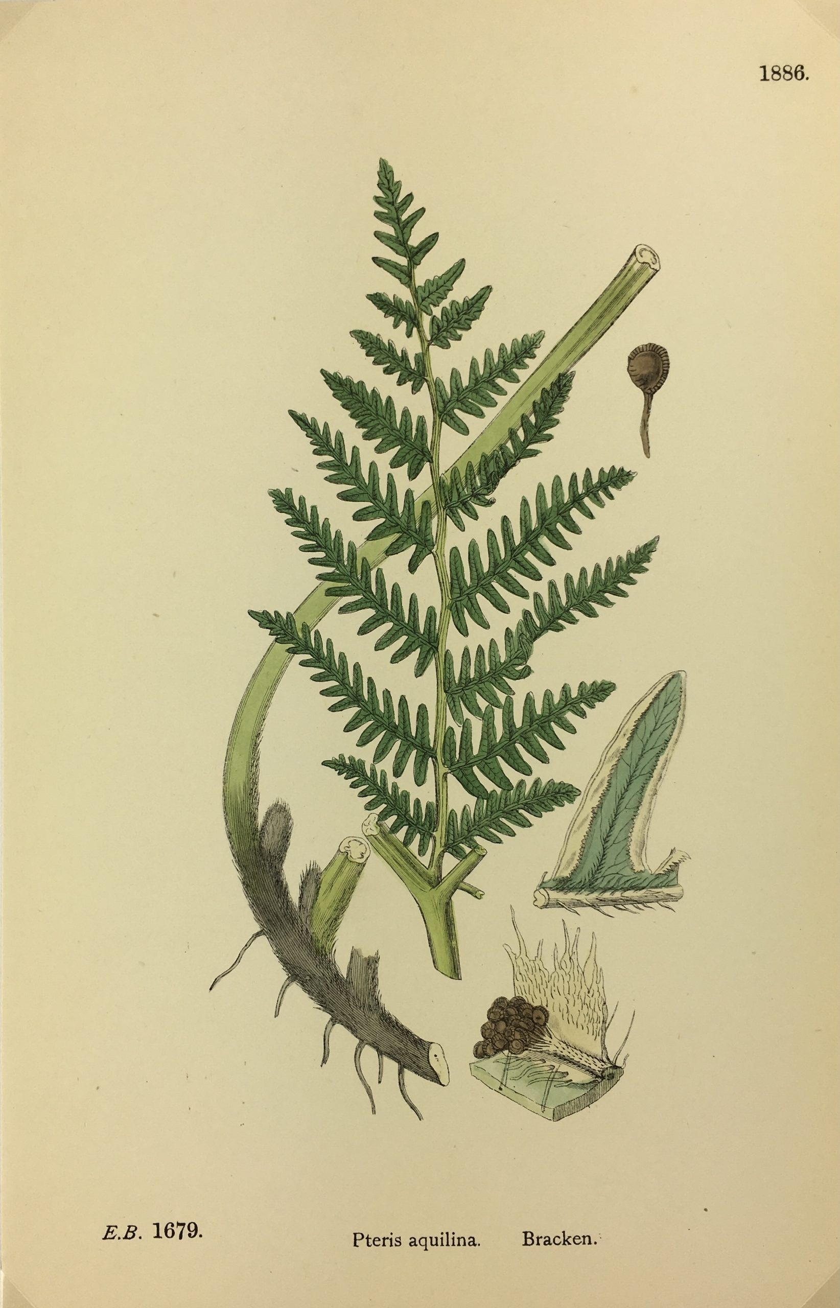 Fern Botanical Drawing