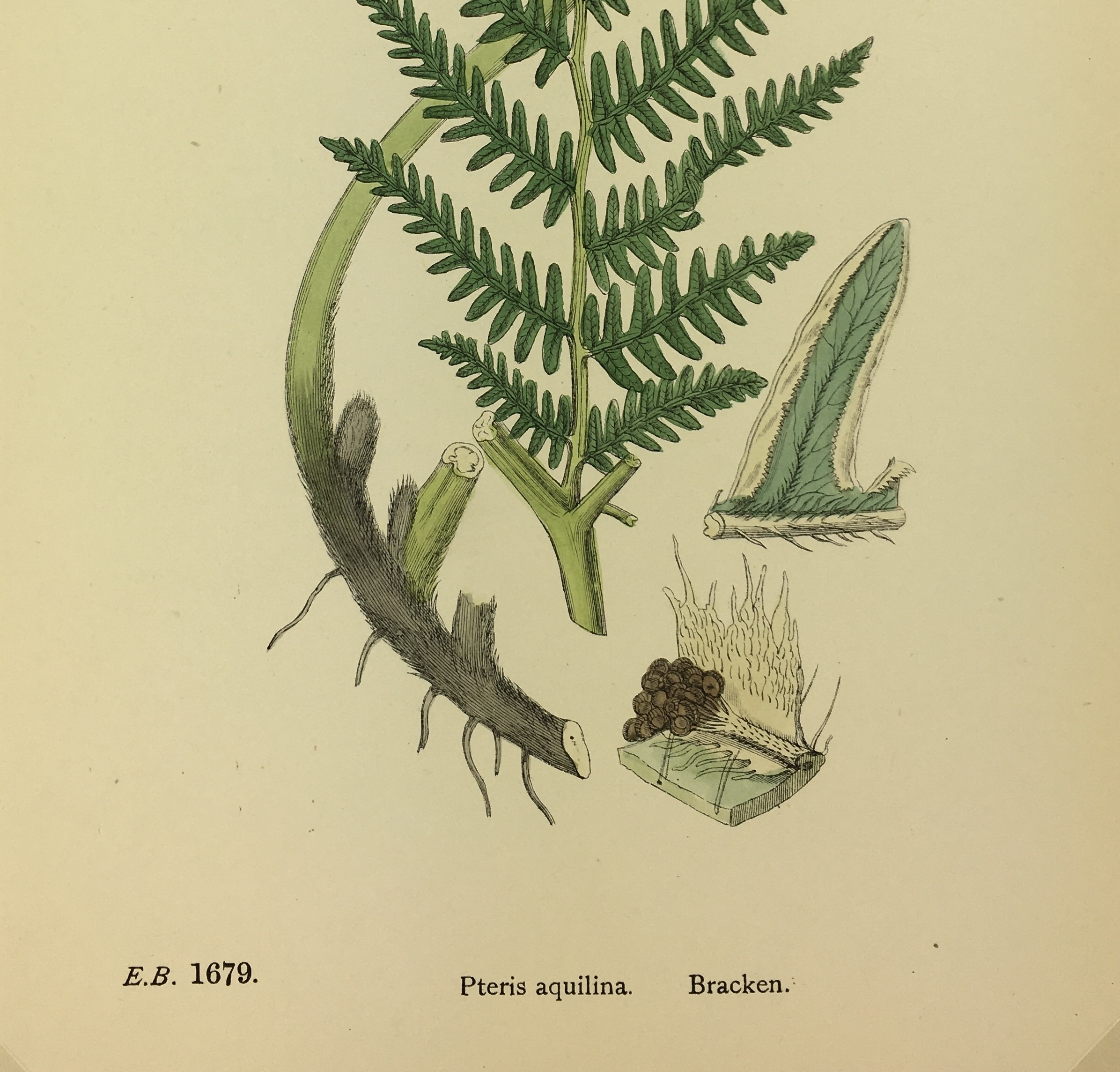 Fern Botanical Drawing