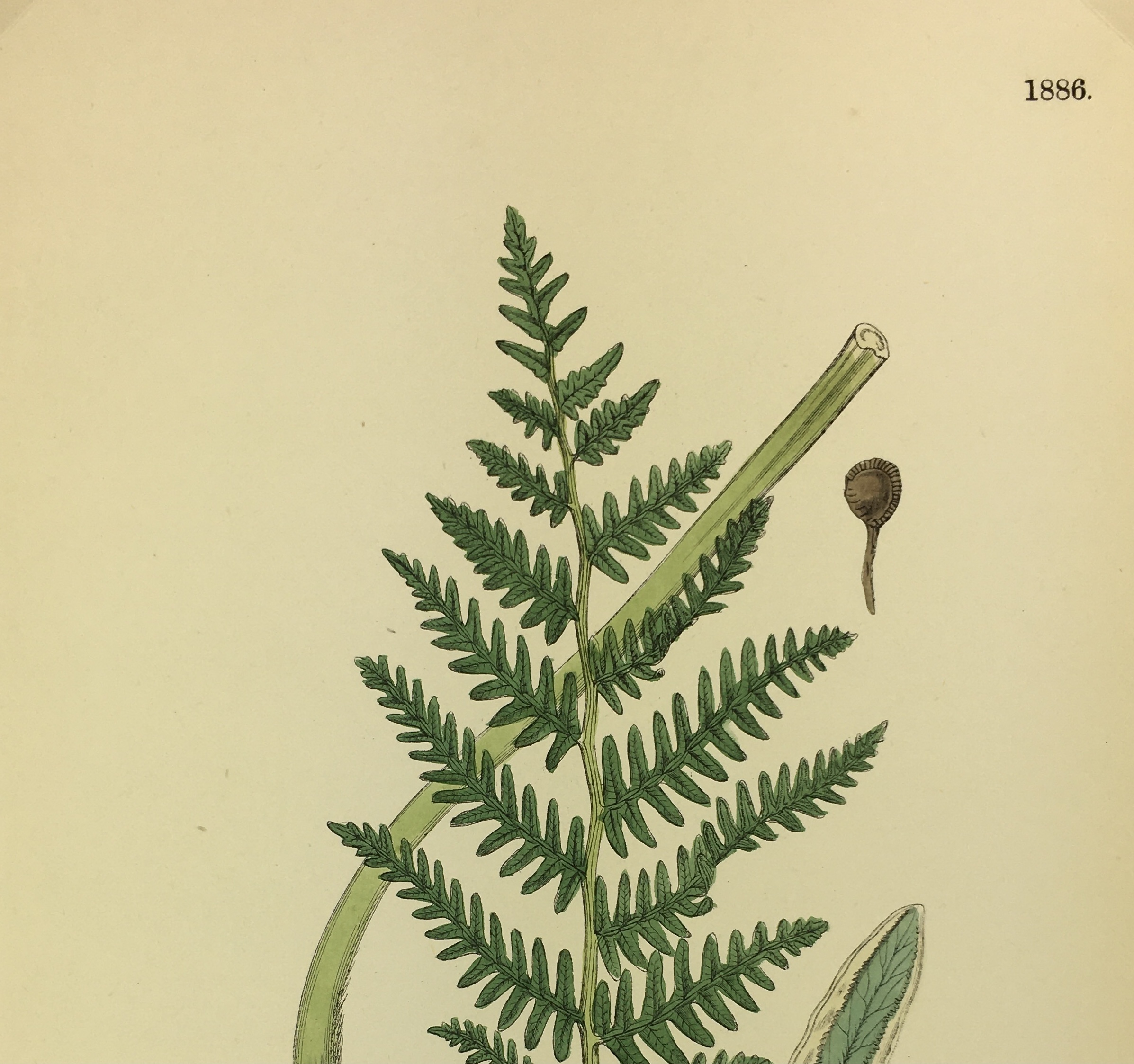 Botanical Print - Ferns, E.J. Lowe, 1870 - Original Art, Antique Maps ...