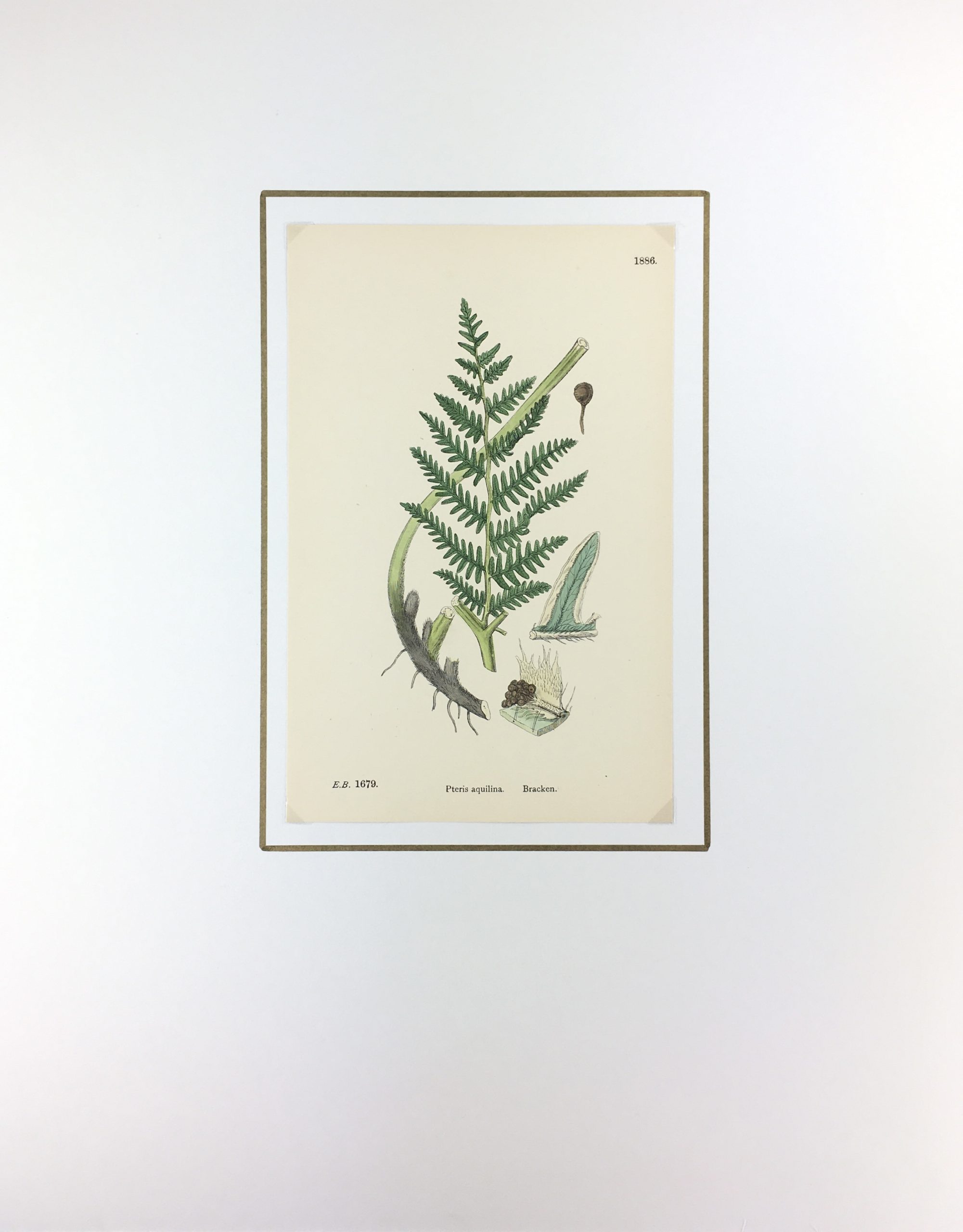 Botanical Print - Ferns, E.J. Lowe, 1870 - Original Art, Antique Maps ...