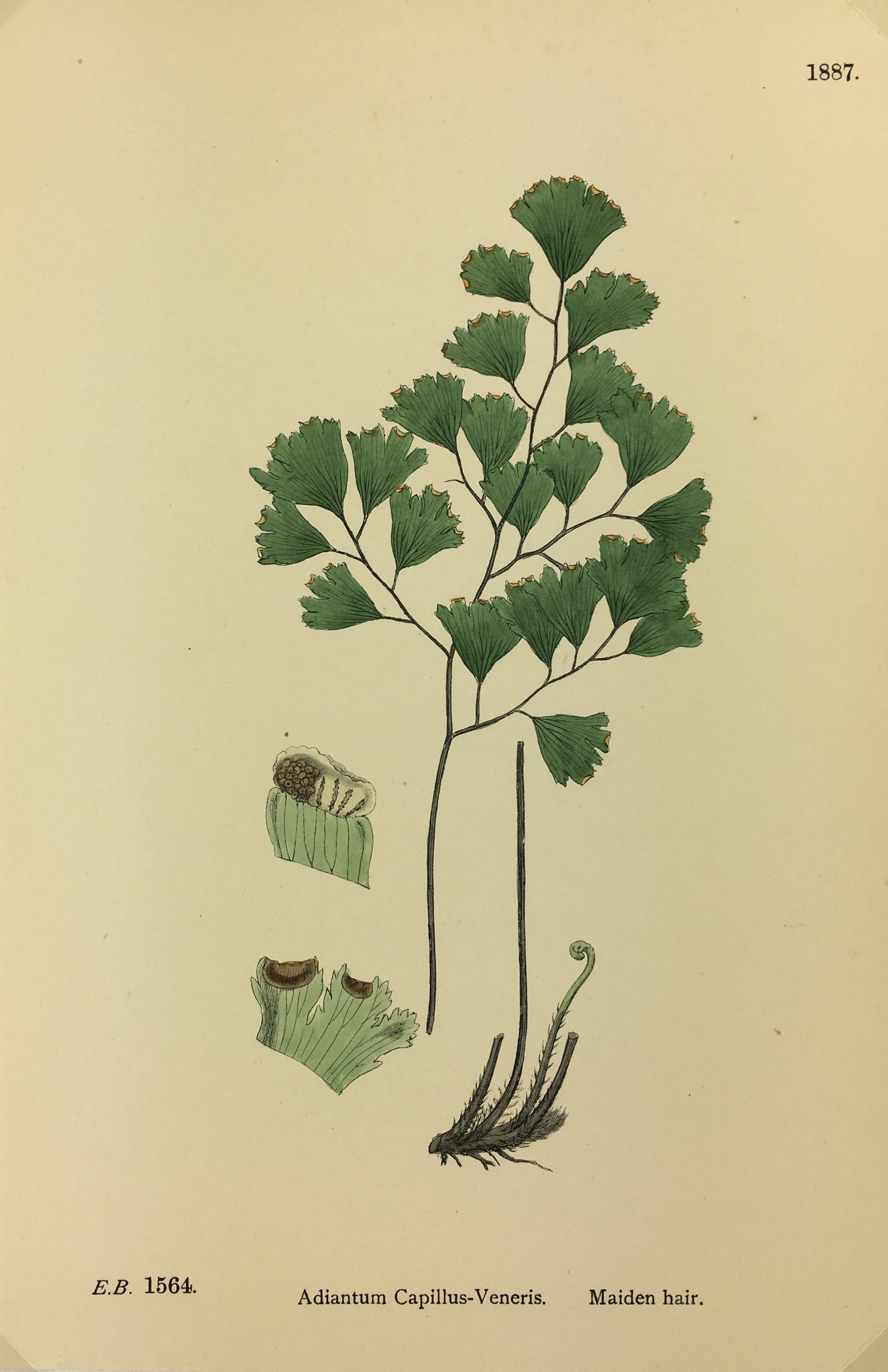 Botanical Print - Ferns, E.J. Lowe, 1870 - Original Art, Antique Maps ...