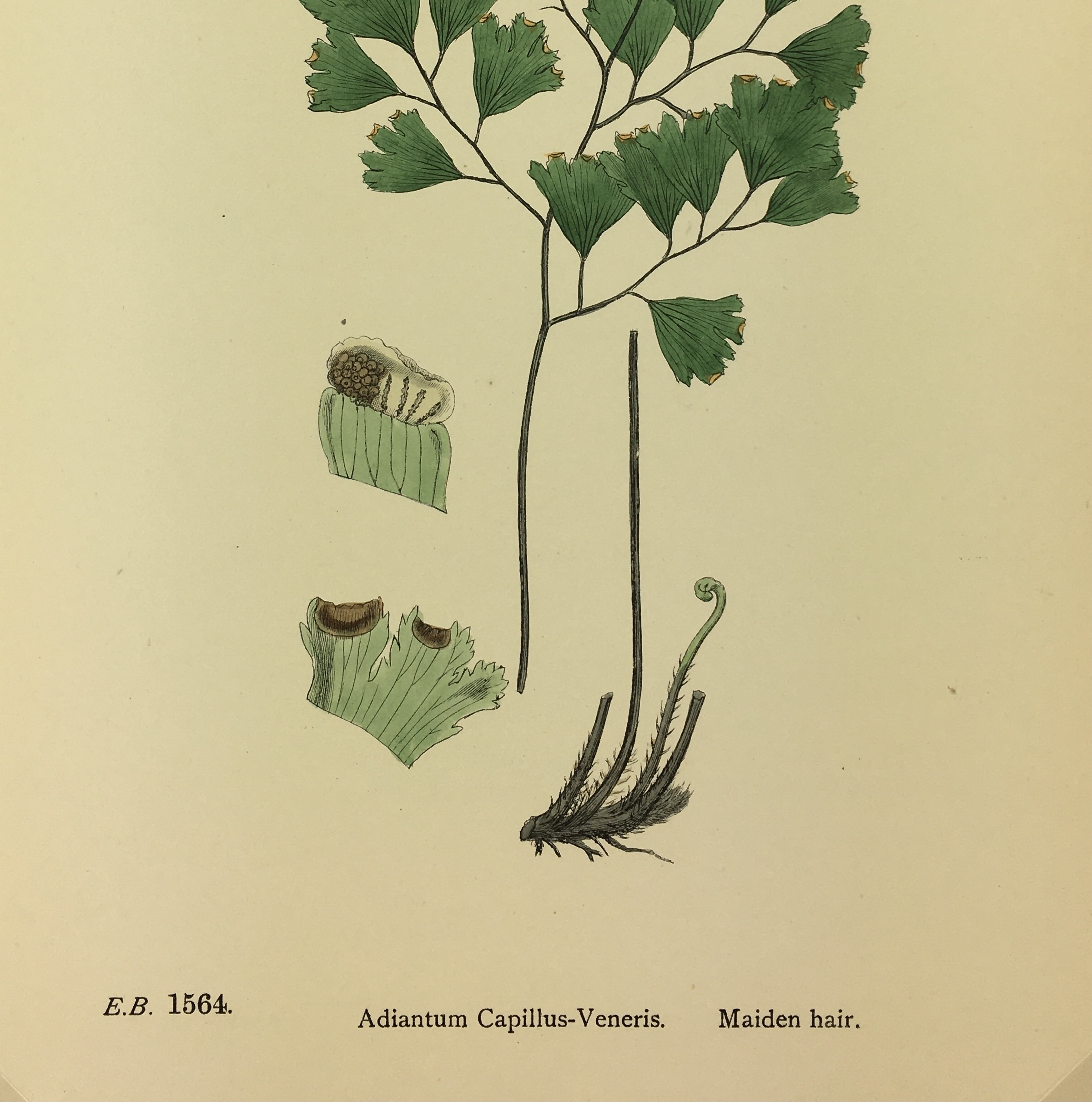 Botanical Print - Ferns, E.J. Lowe, 1870 - Original Art, Antique Maps ...