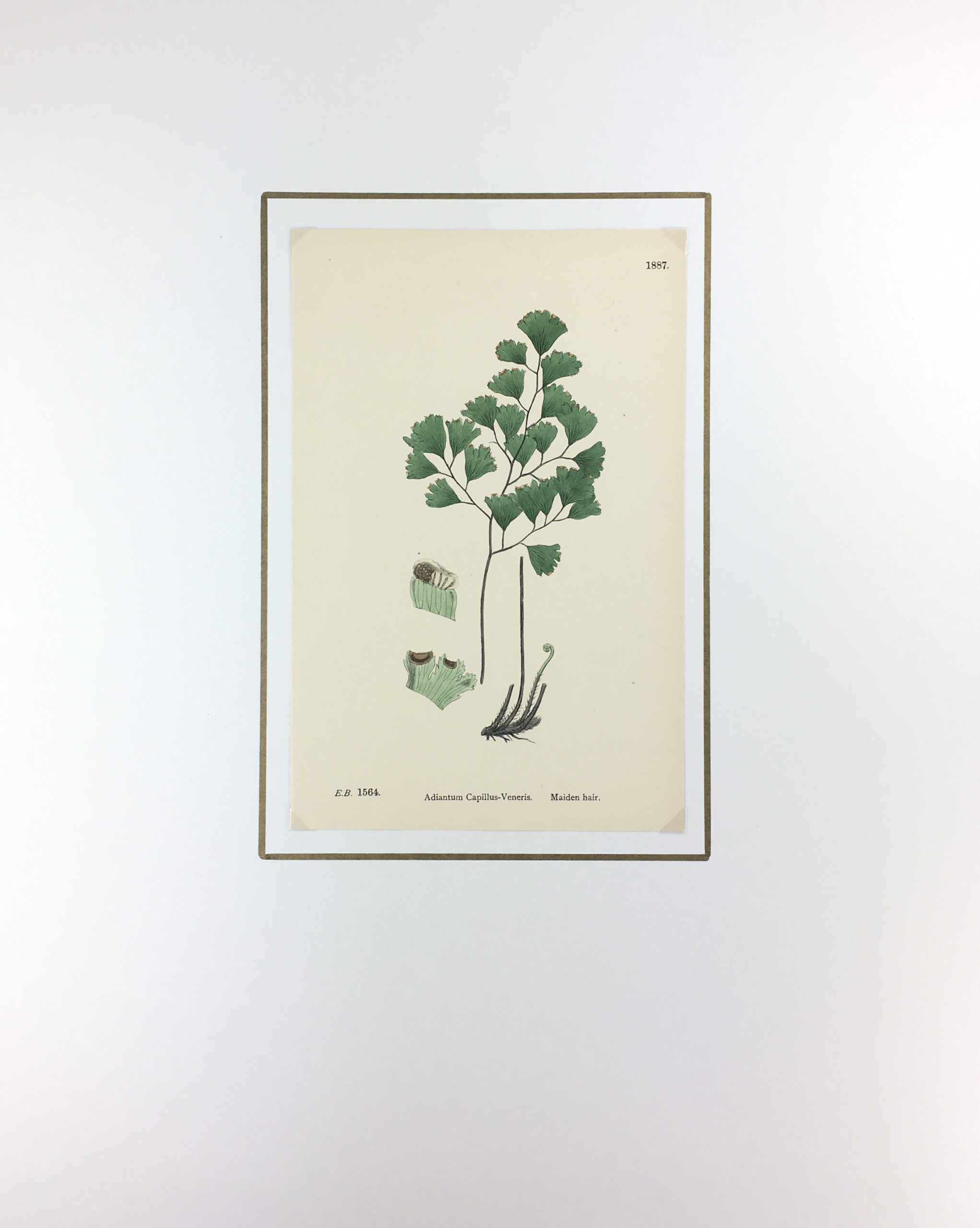 Botanical Print - Ferns, E.J. Lowe, 1870 - Original Art, Antique Maps ...