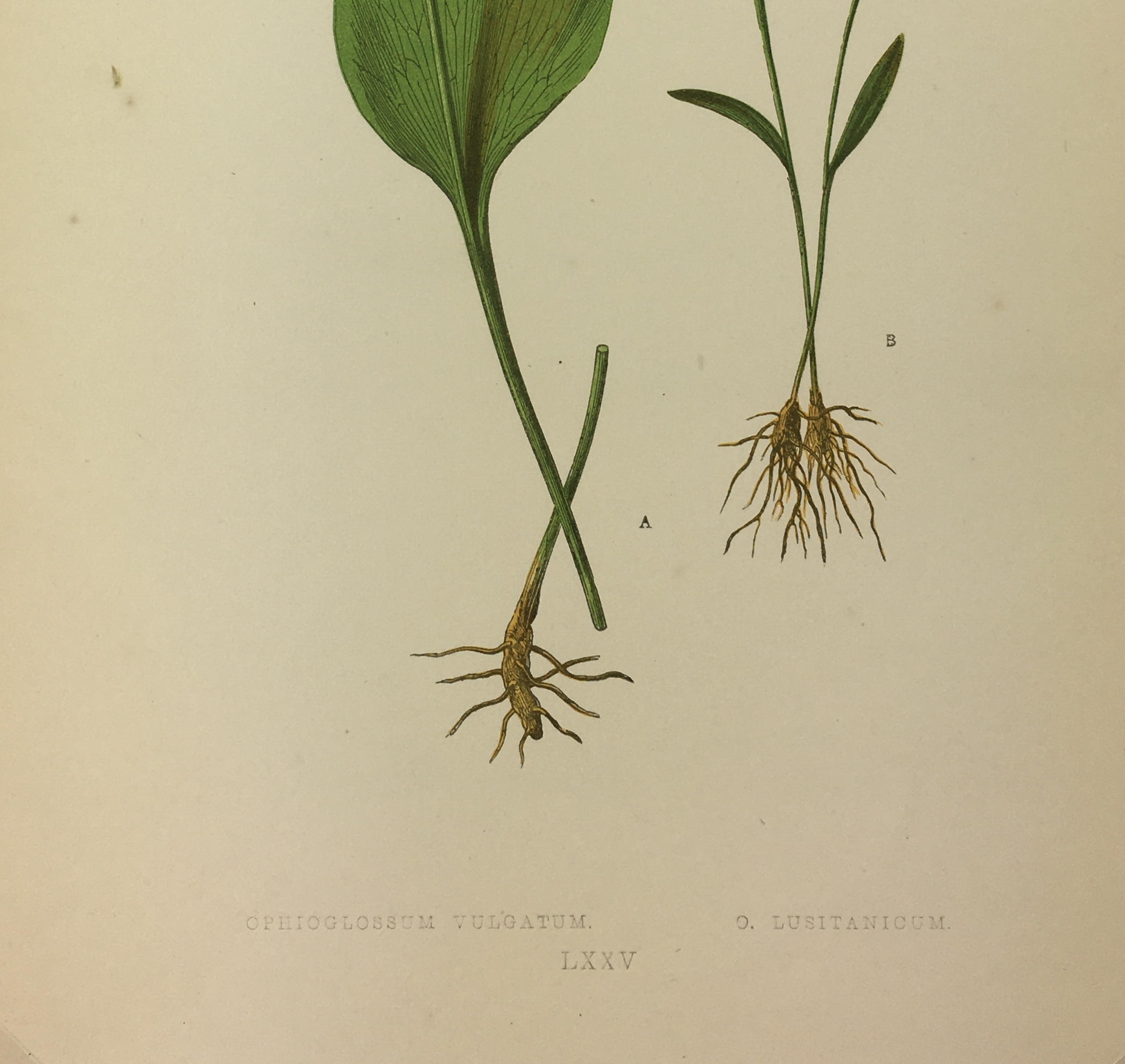 Botanical Print - Ferns, E. J. Lowe, 1867 - Original Art, Antique Maps ...