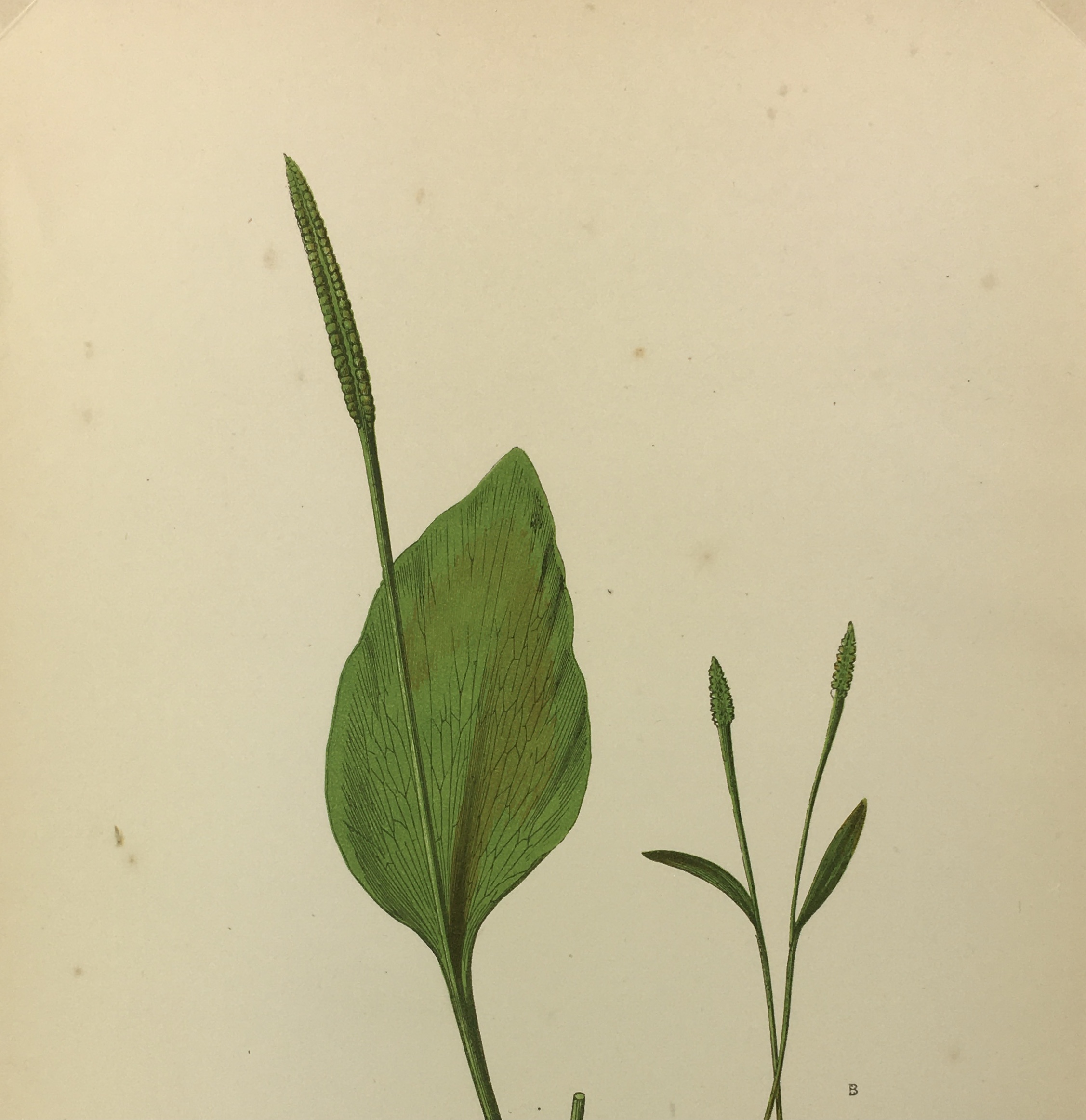 Botanical Print - Ferns, E. J. Lowe, 1867 - Original Art, Antique Maps ...