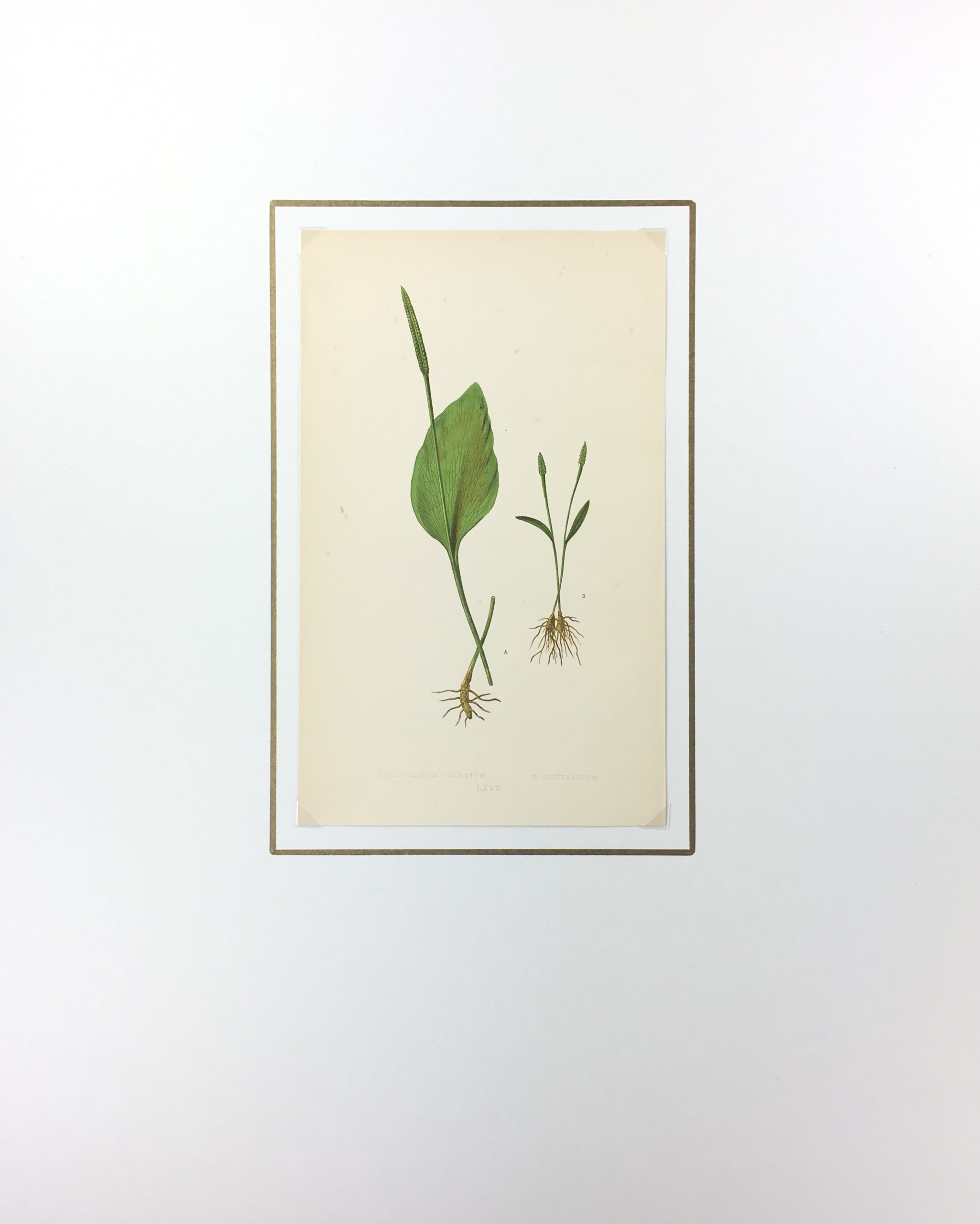 Botanical Print - Ferns, E. J. Lowe, 1867 - Original Art, Antique Maps ...