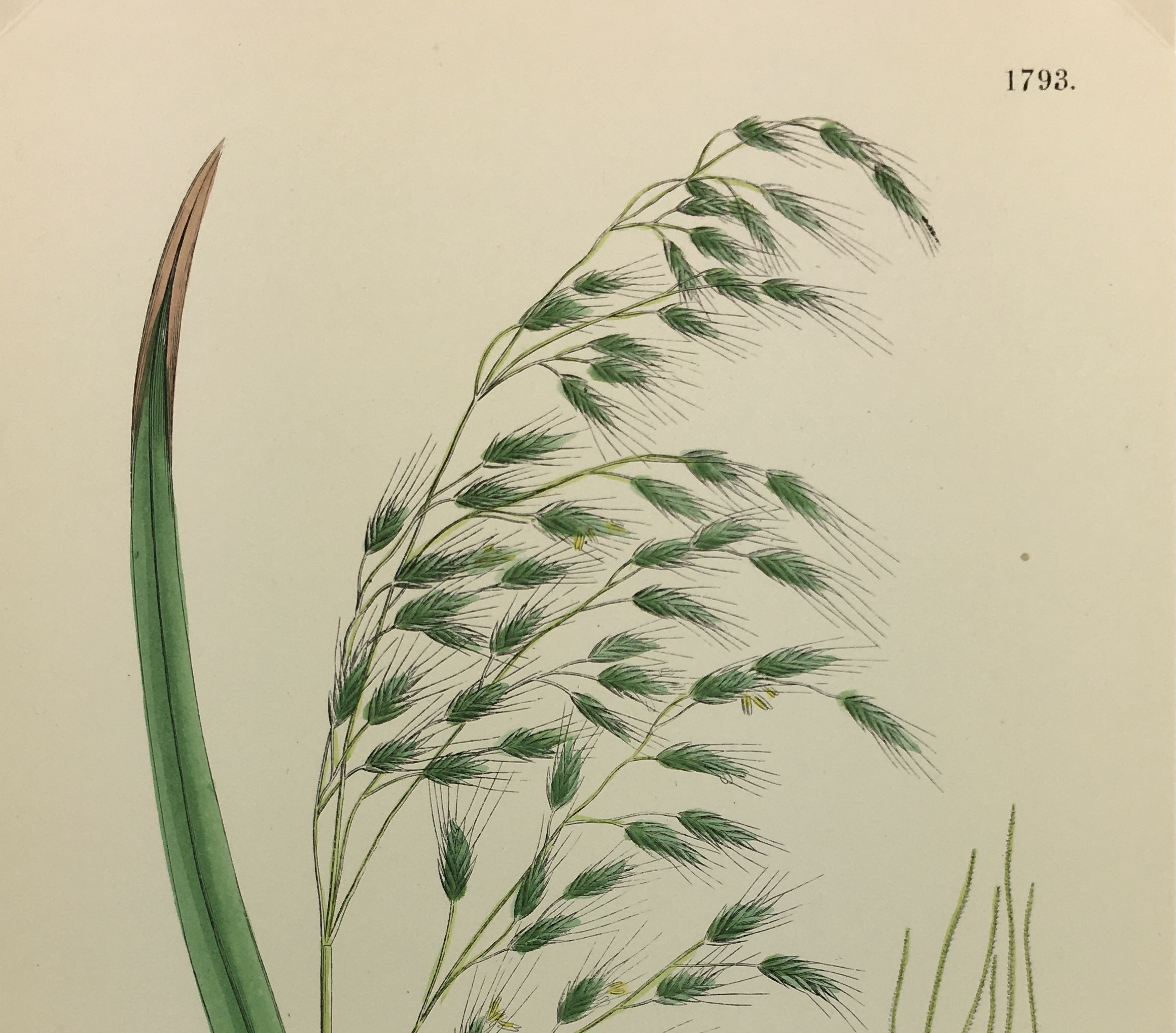 Botanical Print - Grass, E. B., c.1870 - Original Art, Antique Maps ...