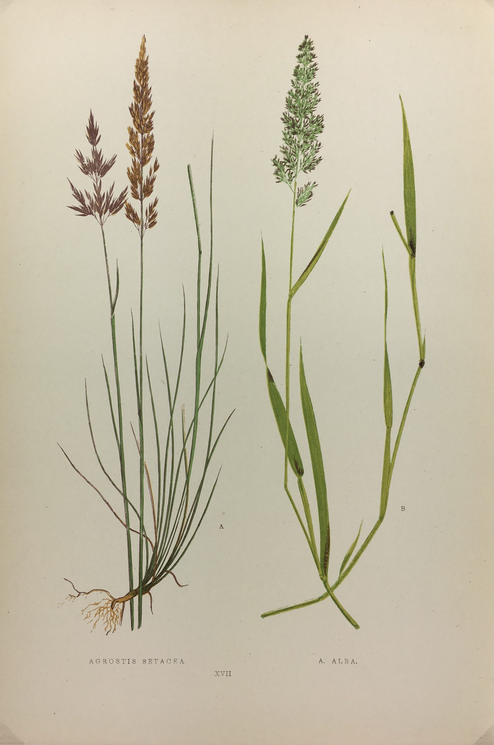 Botanical Print - Grasses, Lowe, 1891 - Original Art, Antique Maps & Prints