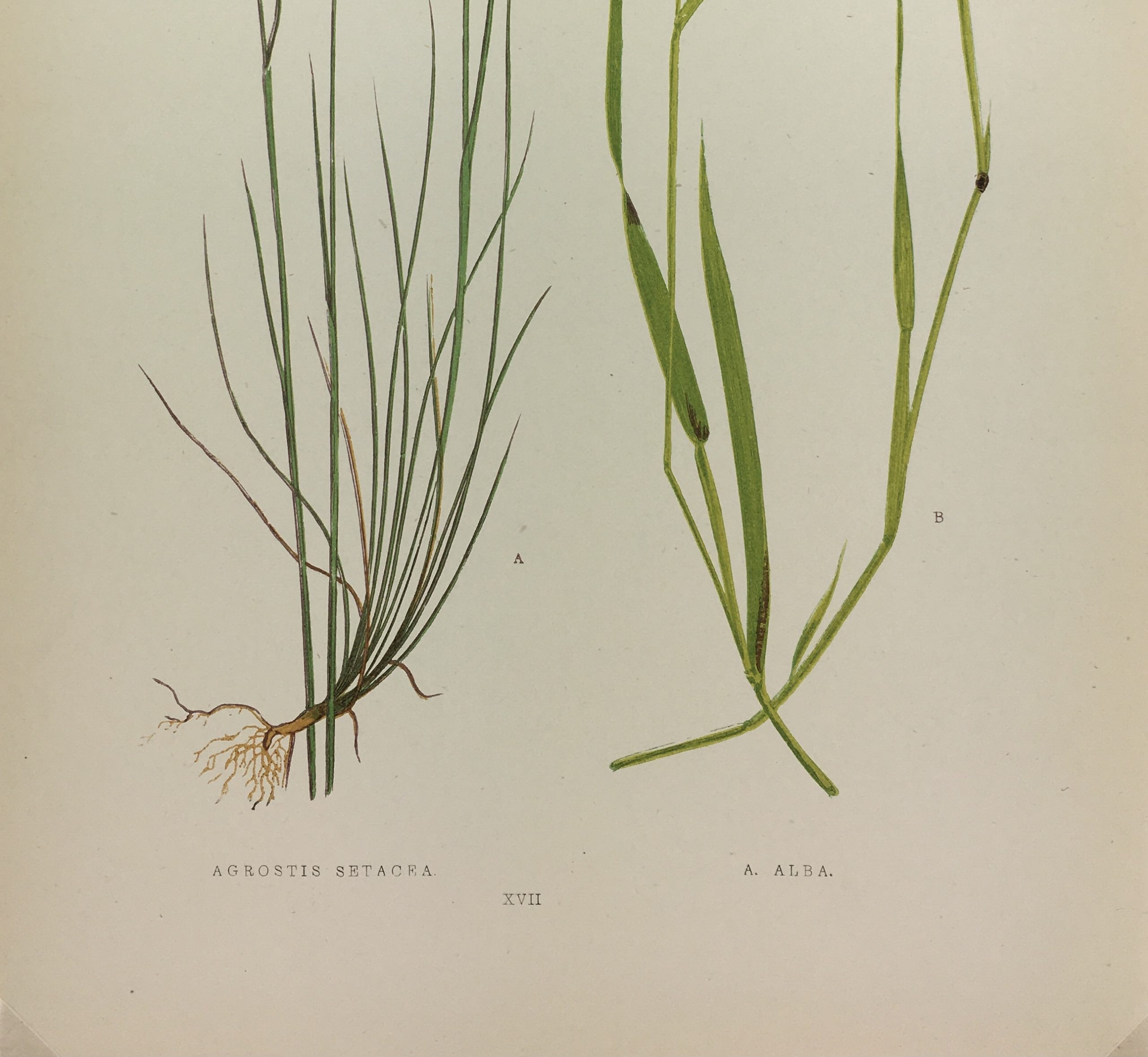 Botanical Print - Grasses, Lowe, 1891 - Original Art, Antique Maps & Prints